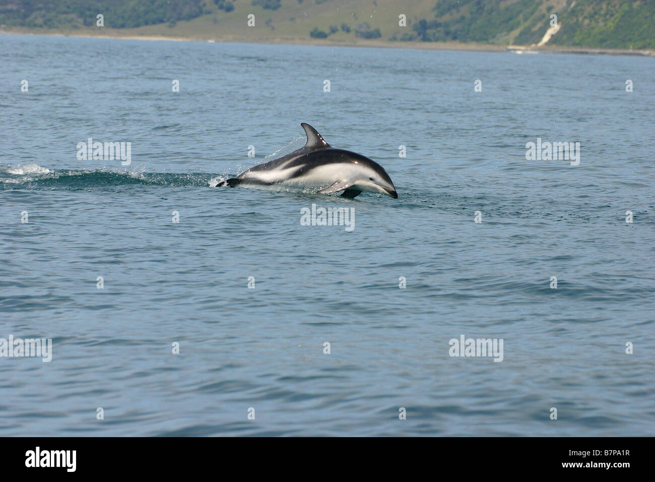 Dusky Dolphin (Lagenorhynchus obscurus), leaping Stock Photo - Alamy