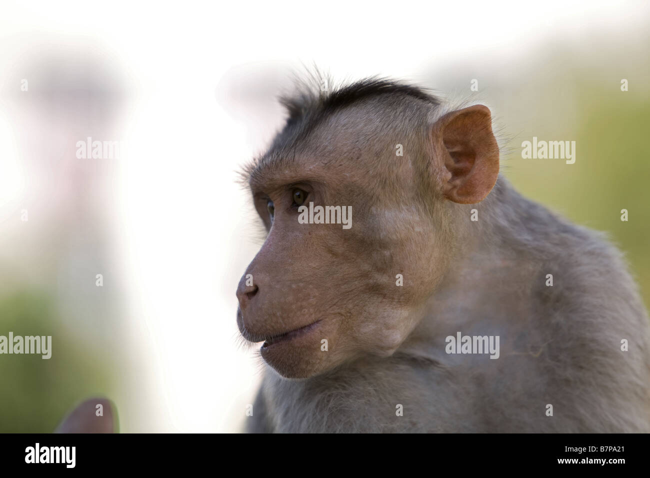 Profile head and shoulder shot of an Indian Bonnet Macaque Monkey Stock ...