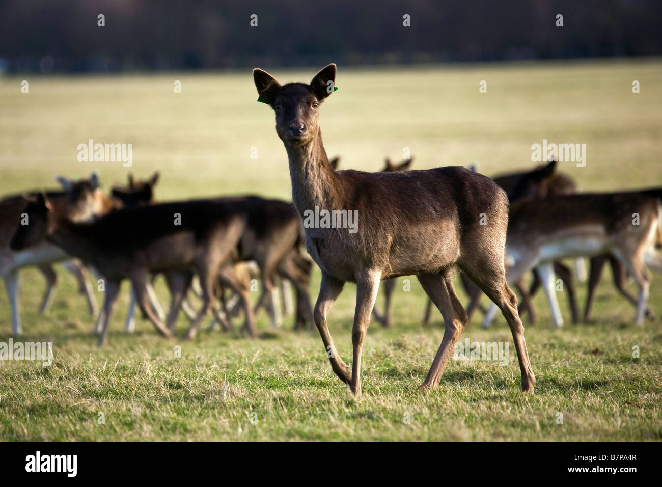 Individual deer hi-res stock photography and images - Alamy