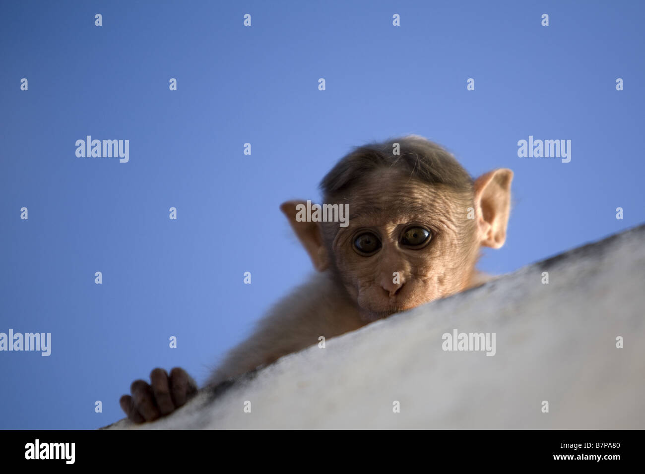 Bonnet macaque monkey peering over a wall with a blue sky as a ...