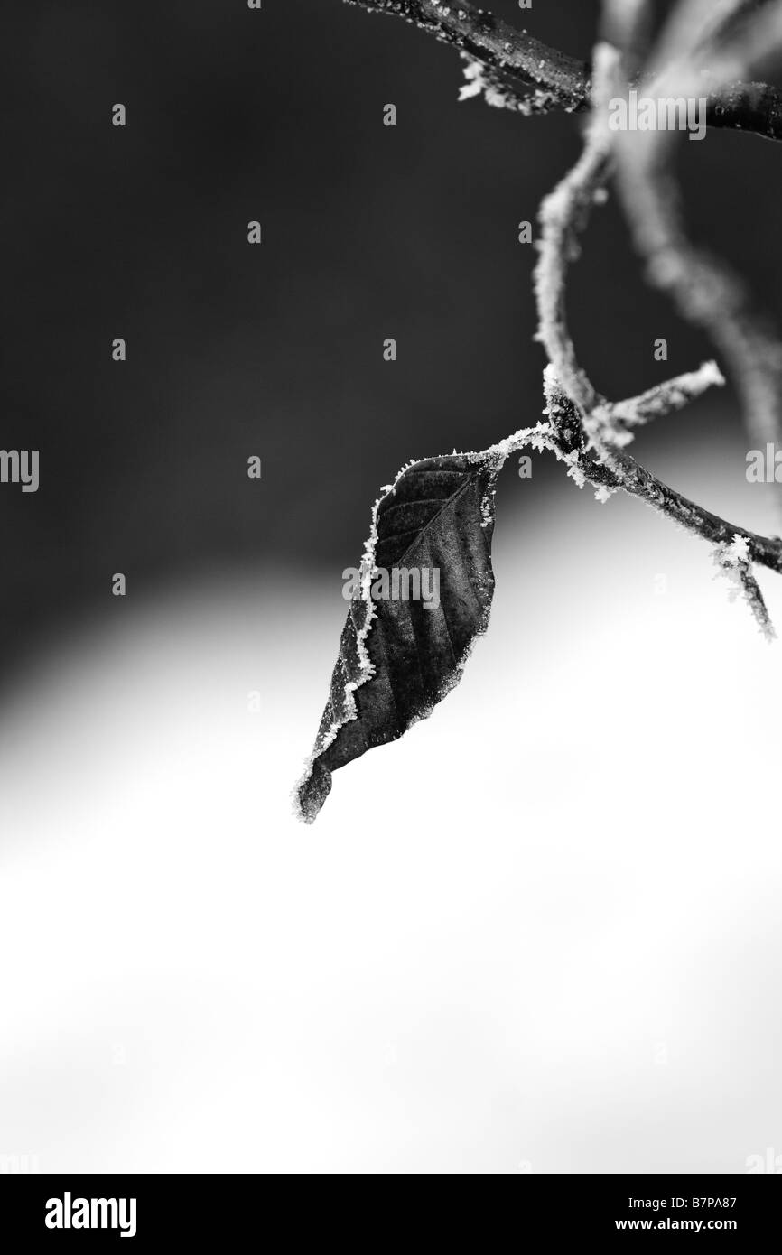 Leaf Black and White Stock Photos & Images - Alamy