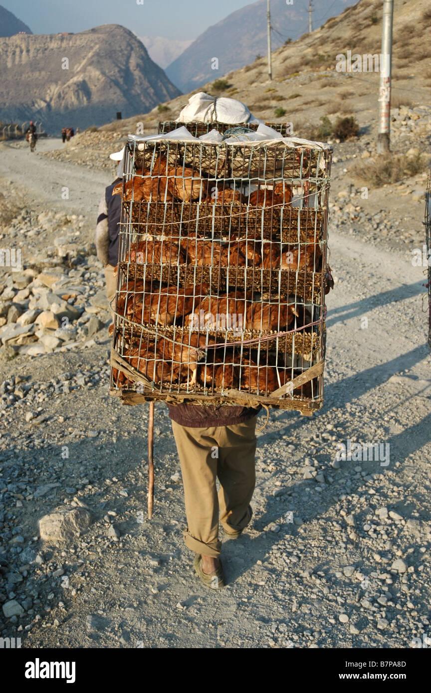 Man carrying chickens hi-res stock photography and images - Alamy