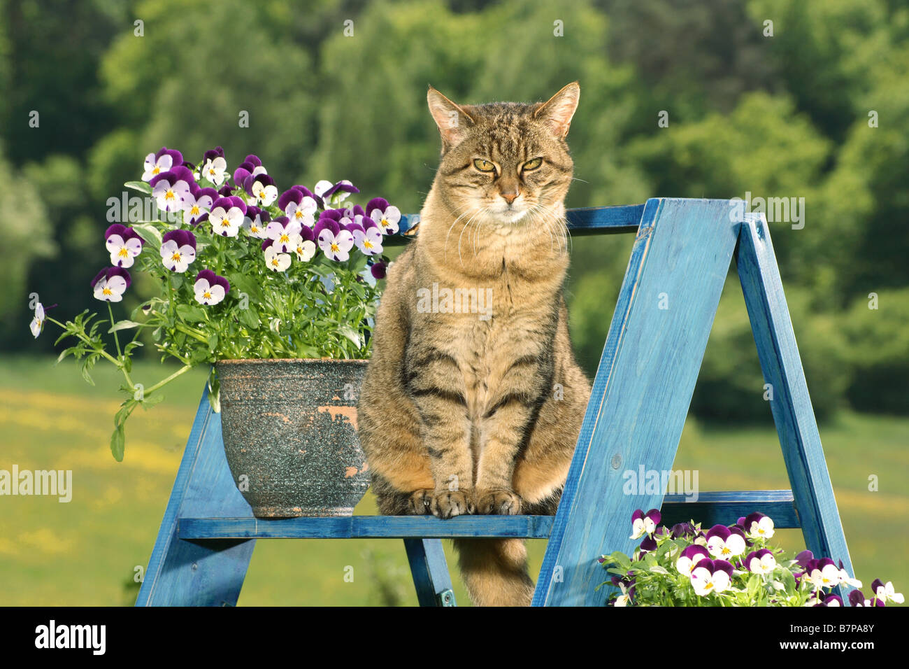 domestic cat - sitting Stock Photo - Alamy