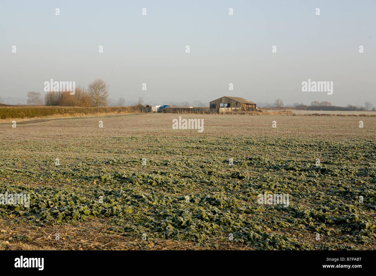 flat countryside landscape with barn in distance Stock Photo - Alamy