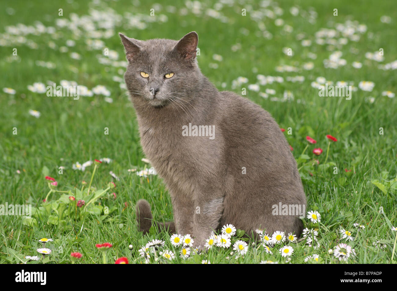 domestic cat - sitting on meadow Stock Photo - Alamy