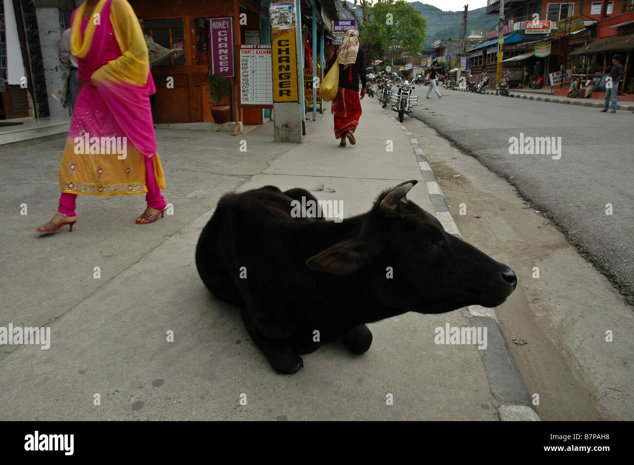 Stray cow hi-res stock photography and images - Alamy