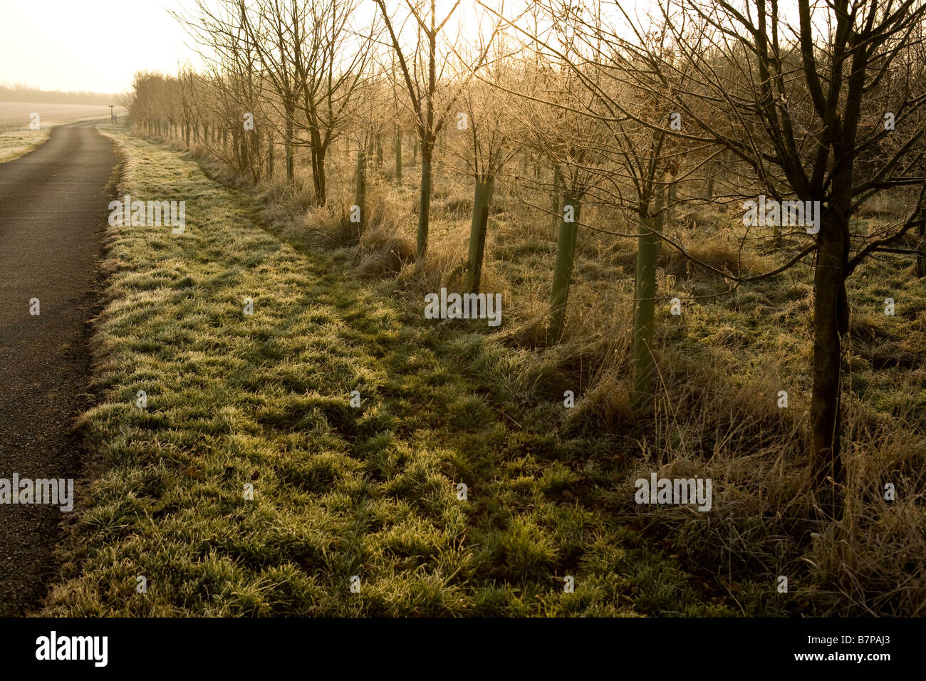 diagonal line of trees growing by the side of the road Stock Photo - Alamy