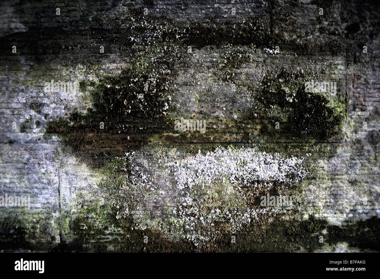 Brick wall algae hi-res stock photography and images - Alamy
