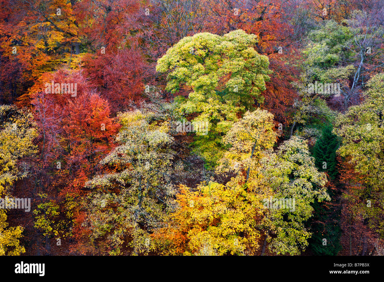 Autumn Trees in the Nidd Gorge Knaresborough North Yorkshire Eng Stock ...