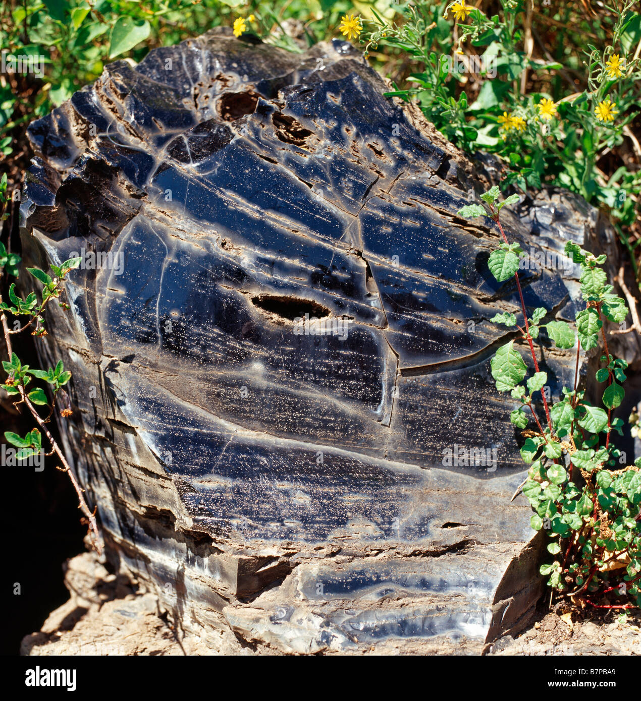 Kenya, Lake Naivasha, Naivasha district. A large chunk of obsidian ...