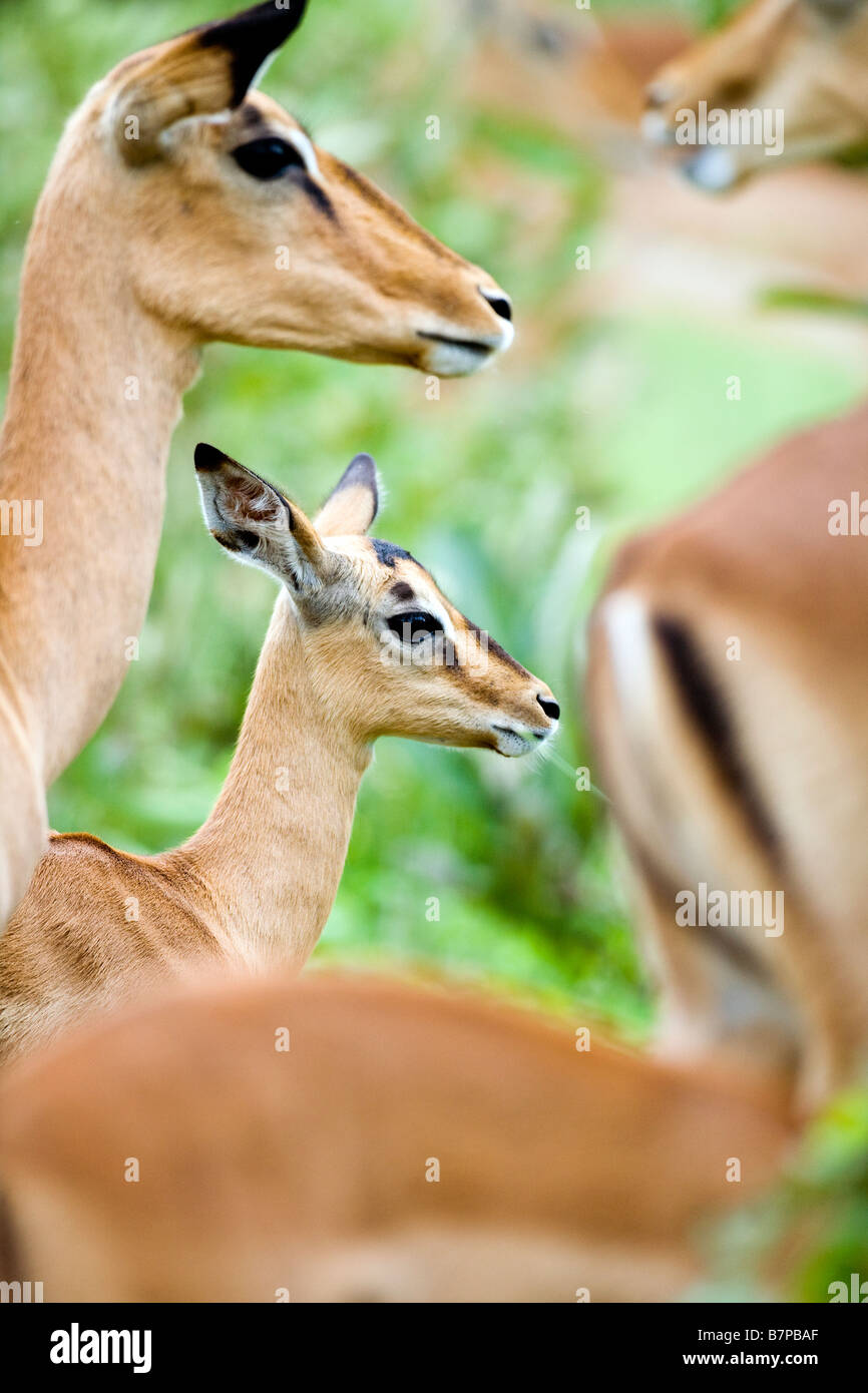 Headshot of an impala hi-res stock photography and images - Alamy
