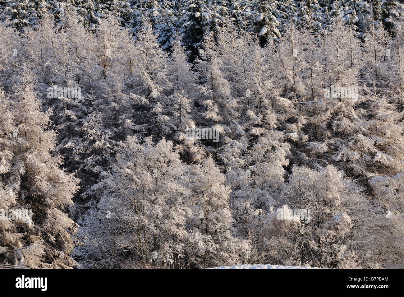 Heavily snow covered mixed woodlands on the lower slopes of Ben Odhar ...