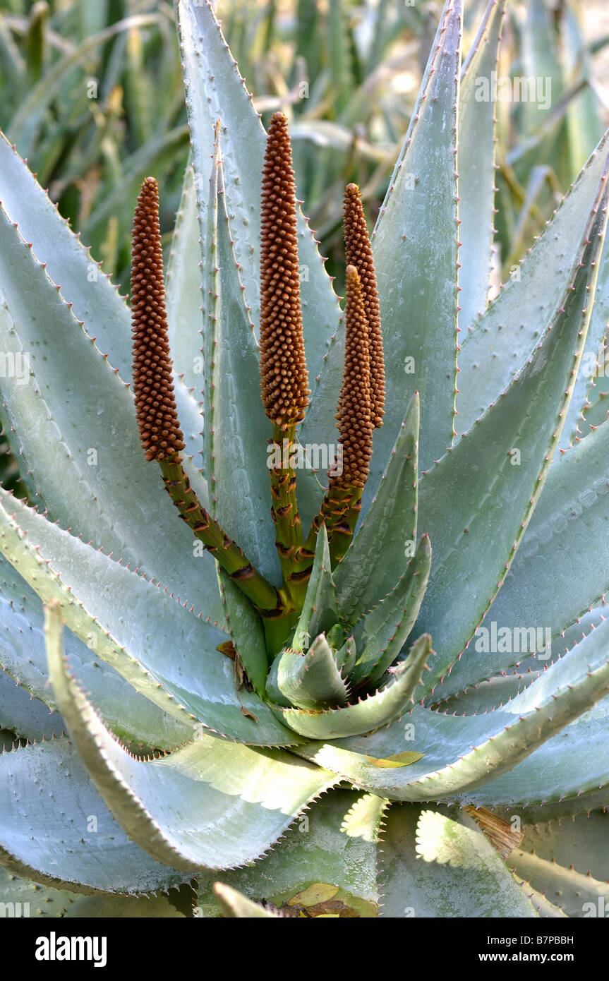 Flat-Flowered Aloe Plant Stock Photo - Alamy