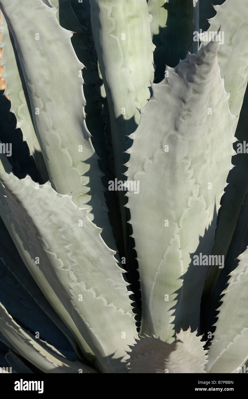 Agave plant desert hi-res stock photography and images - Alamy