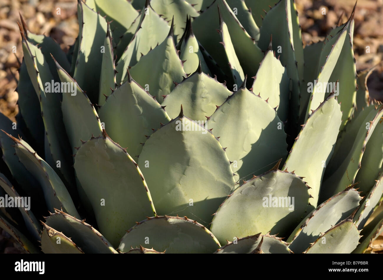Agave plant desert hi-res stock photography and images - Alamy