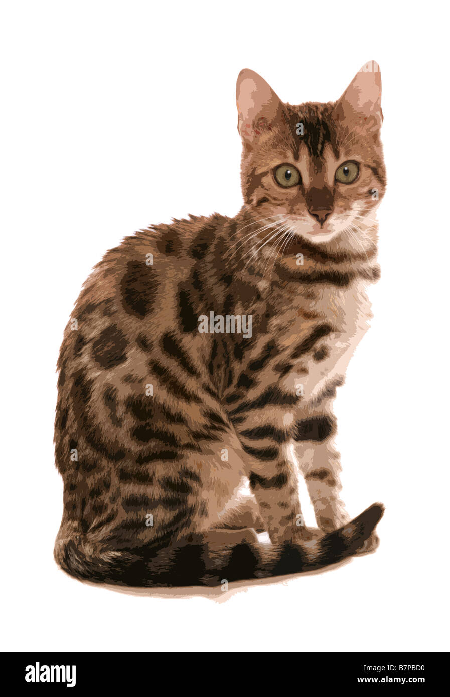 Cat portrait style Cut Out Stock Images & Pictures - Alamy
