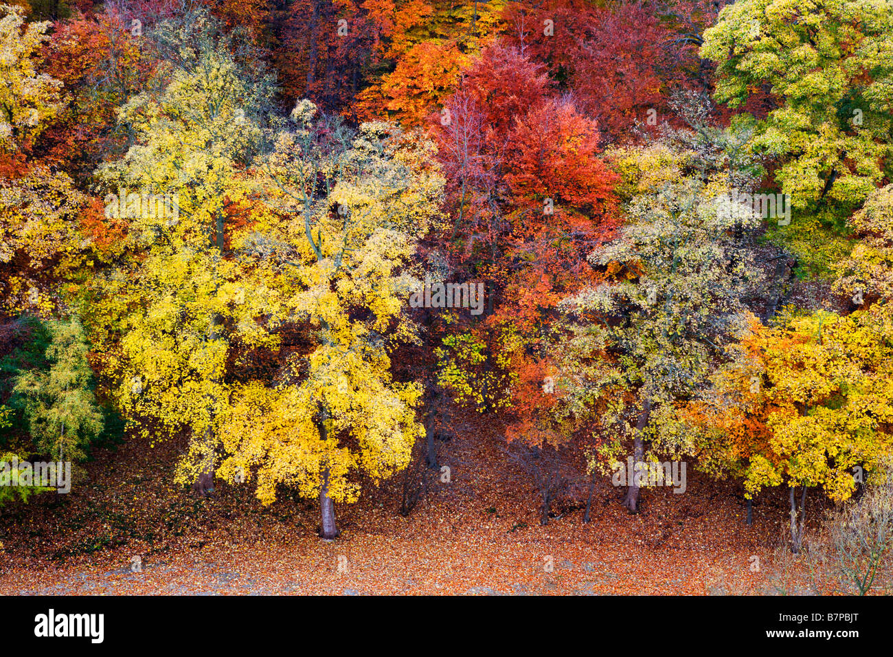 Autumn Trees in the Nidd Gorge Knaresborough North Yorkshire England ...