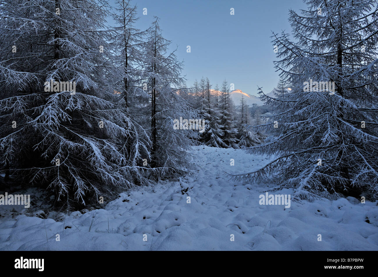 Scottish mantle forest hi-res stock photography and images - Alamy