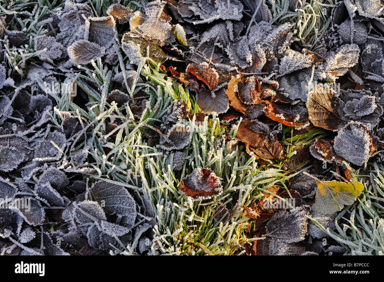 Heavily frosted leaves after days of freezing fog at Inverness Scottish ...