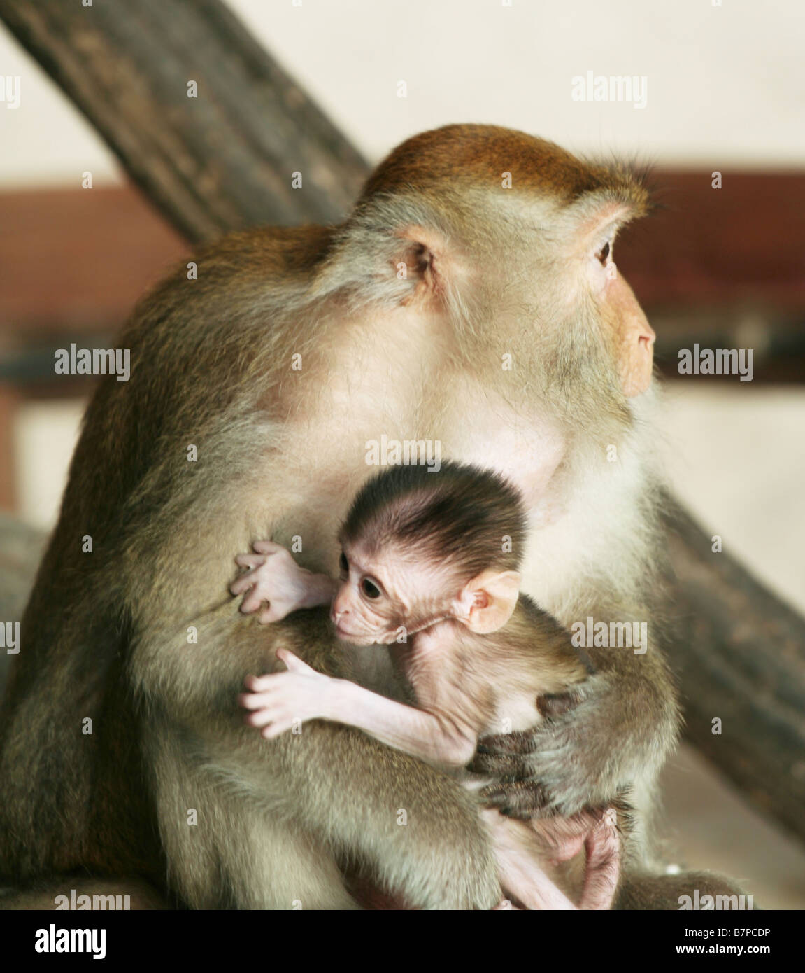 Animal mammal monkey hi-res stock photography and images - Alamy