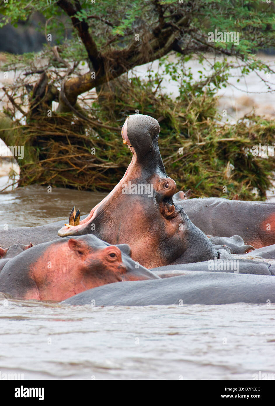 Yawning Hippo (Hippopotamus amphibius), Serengeti National Park ...