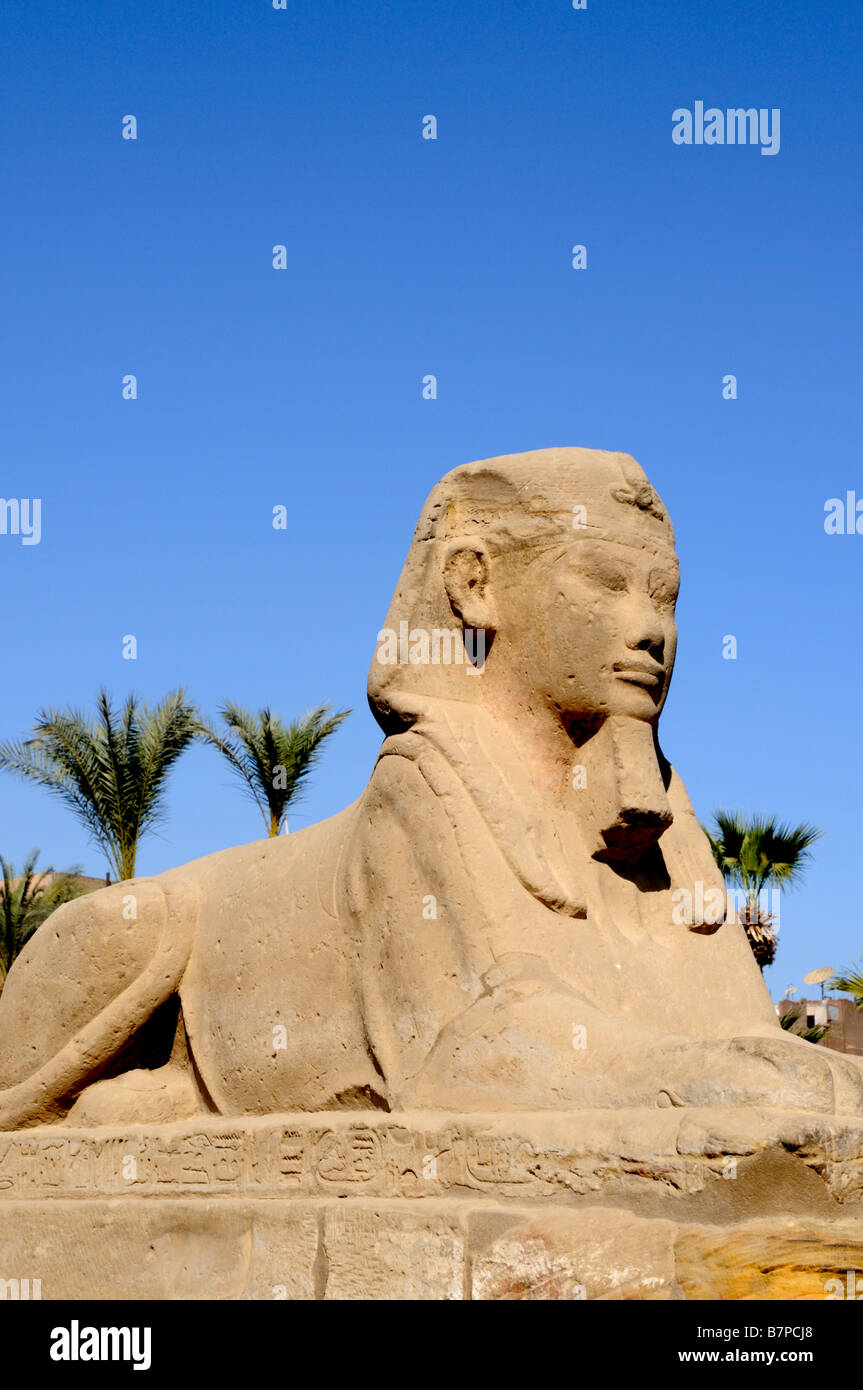Sphinx at the Temple at Luxor in Egypt Stock Photo - Alamy
