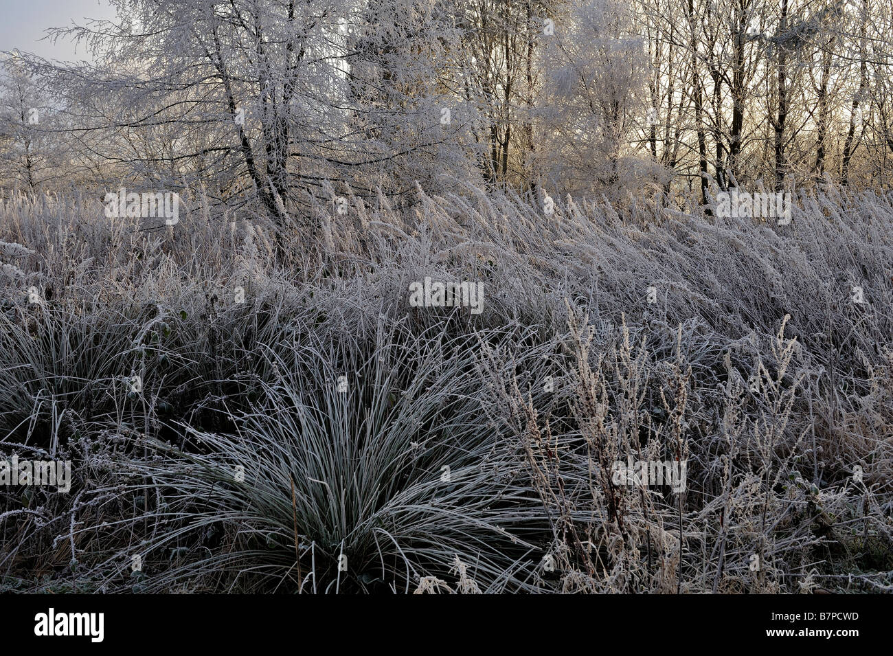 Heavily frosted bushes and trees after days of freezing fog at ...