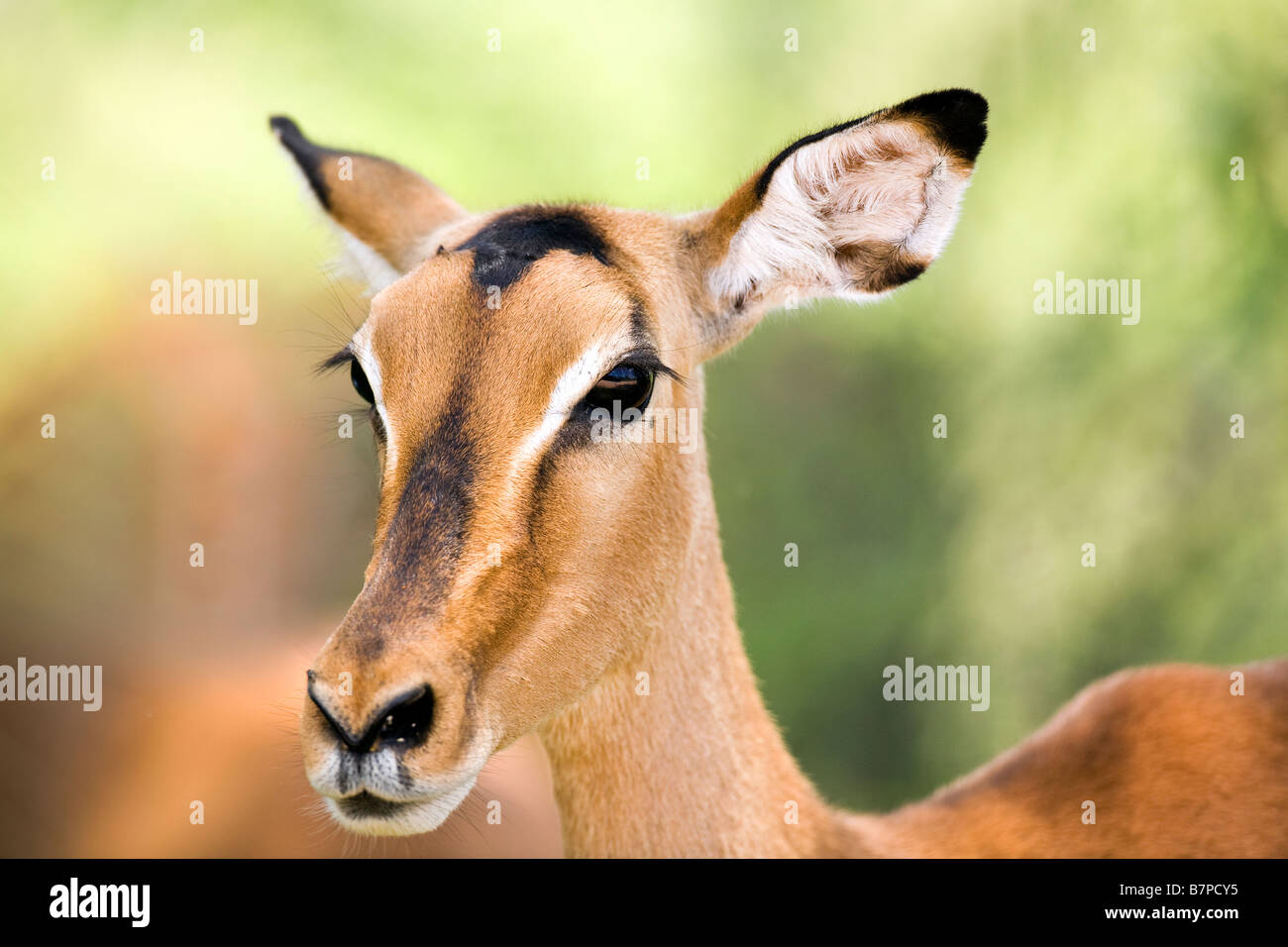 Headshot of an impala hi-res stock photography and images - Alamy