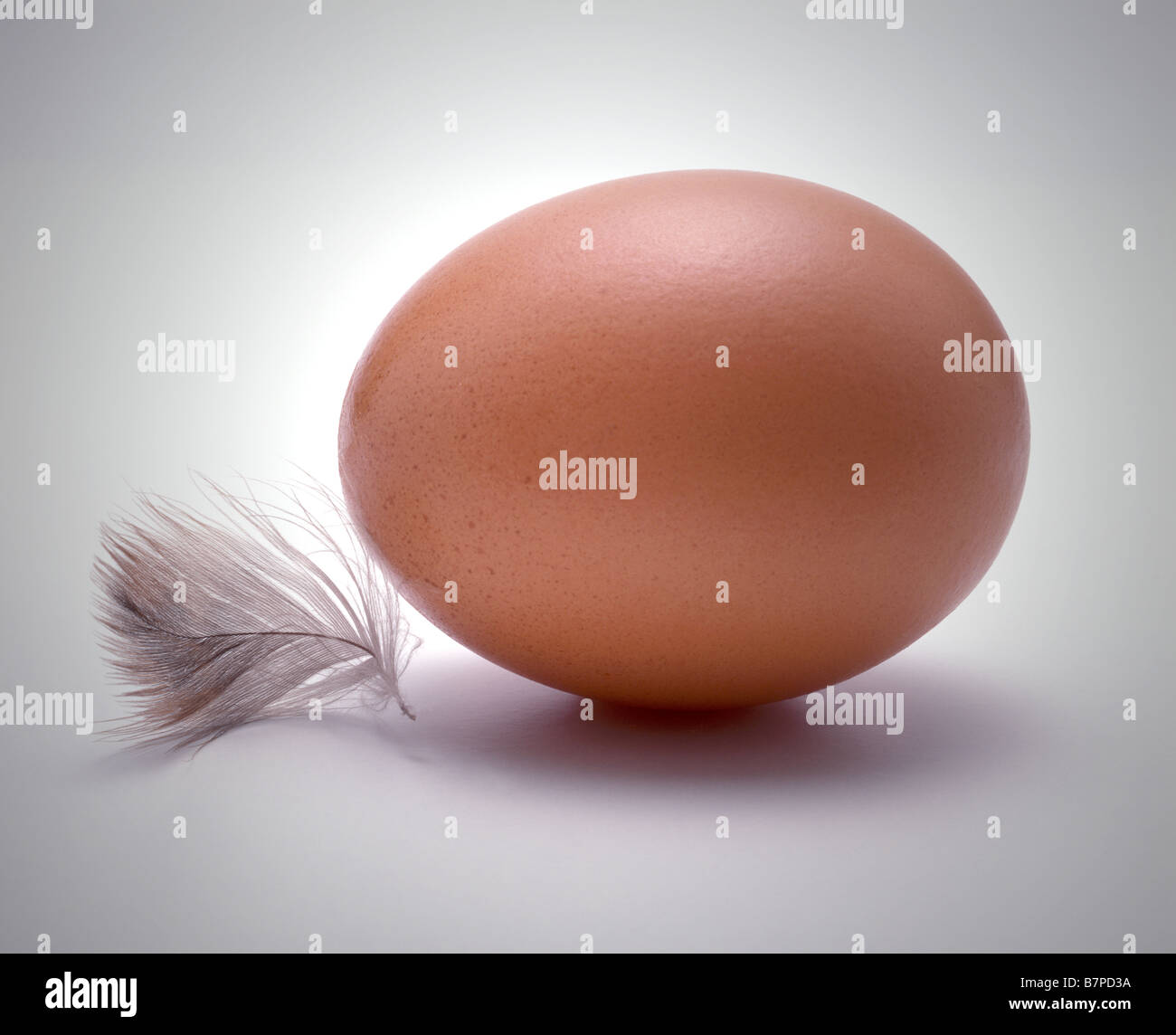 Hen's Egg and Feather Stock Photo - Alamy