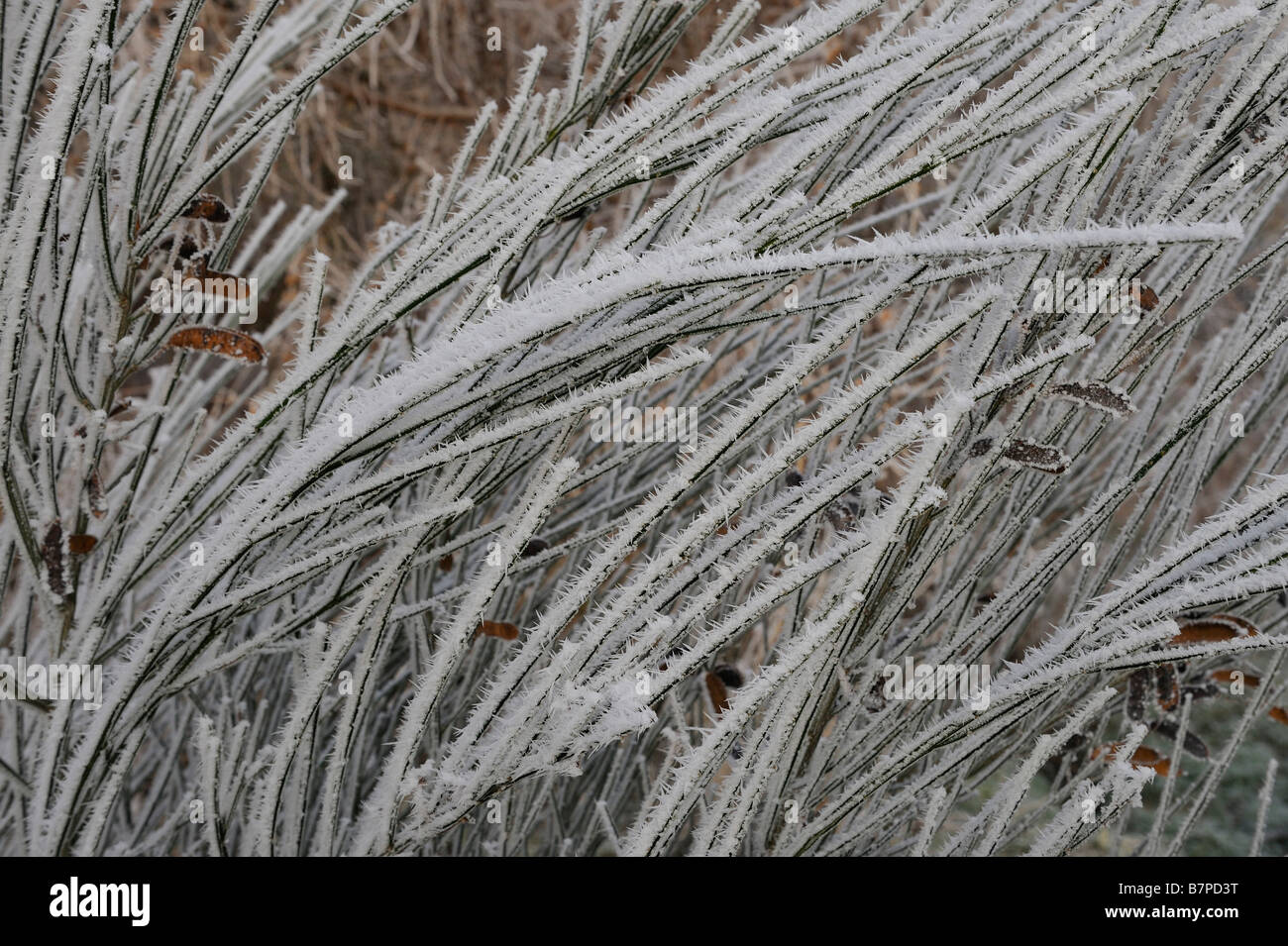 Close up of heavily frosted bushes after days of freezing fog at ...