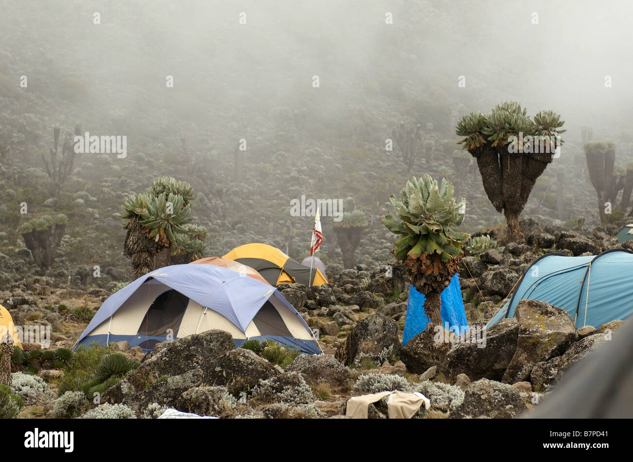 Barranco camp on Machame route Mount Kilimanjaro Tanzania Stock Photo ...
