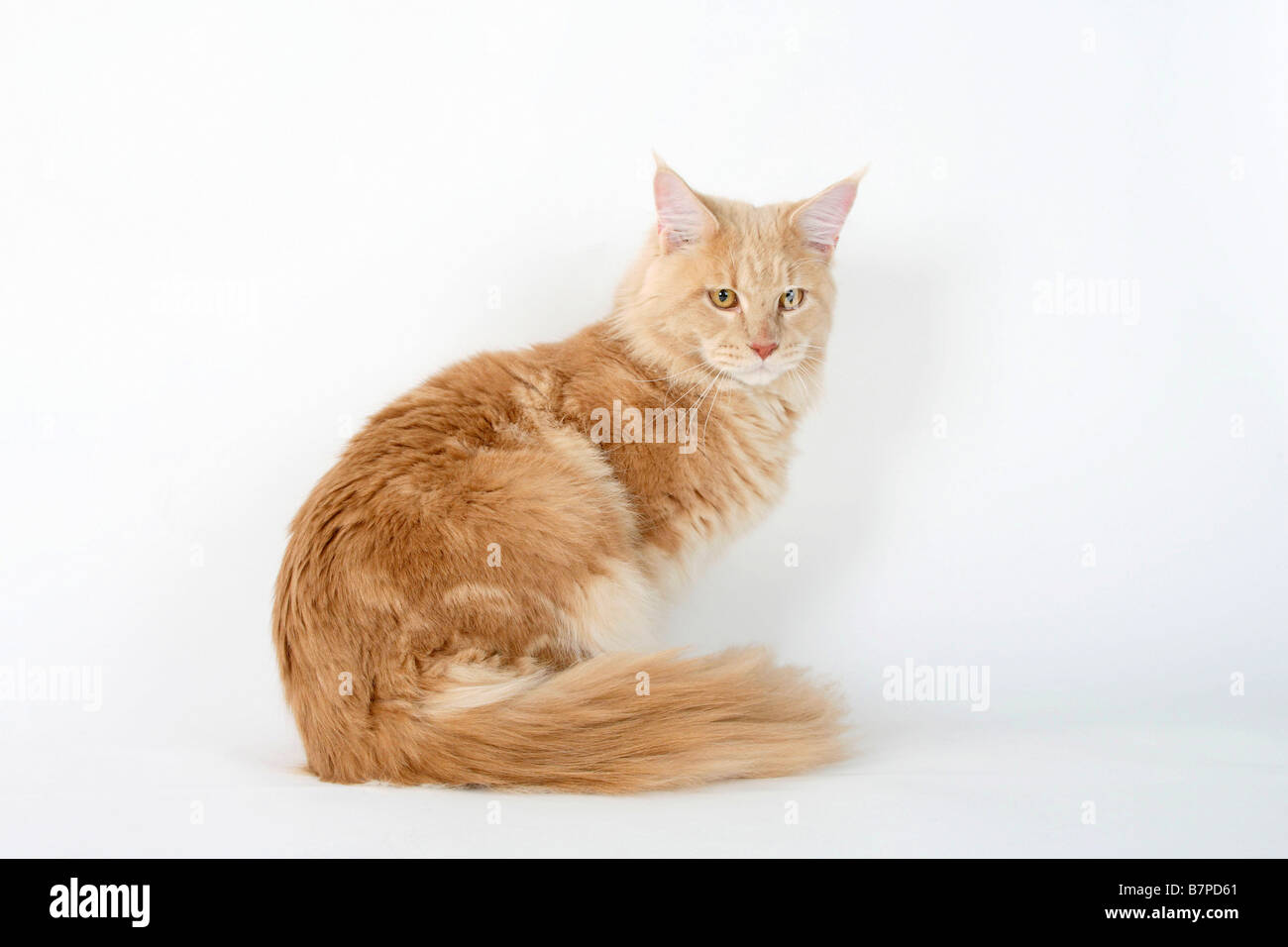 Maine Coon Cat tomcat cream tabby classic Stock Photo - Alamy