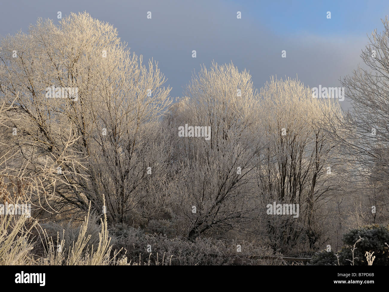 Heavily frosted trees after days of freezing fog at Inverness Scottish ...