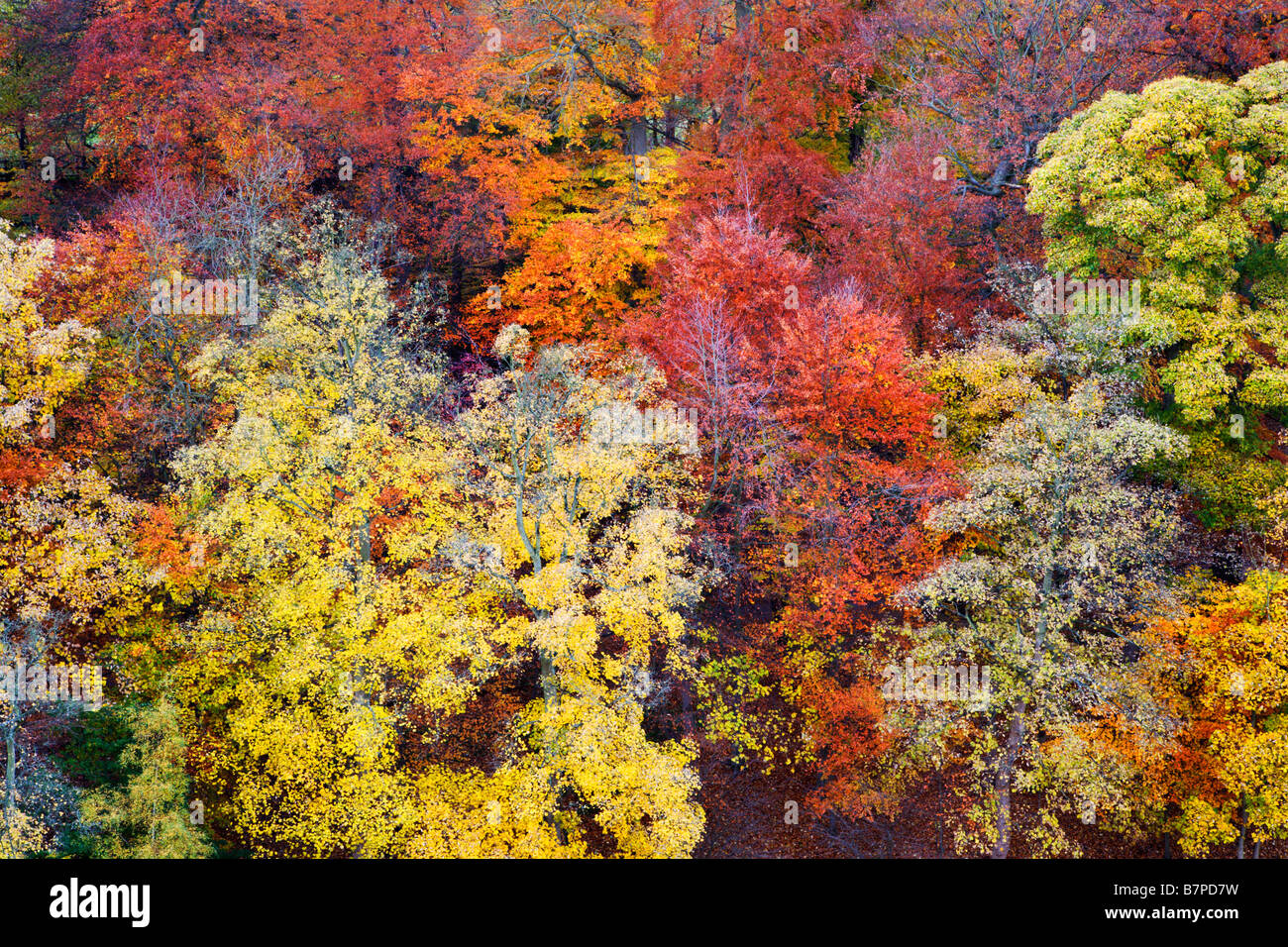 Autumn Trees in the Nidd Gorge Knaresborough North Yorkshire England ...