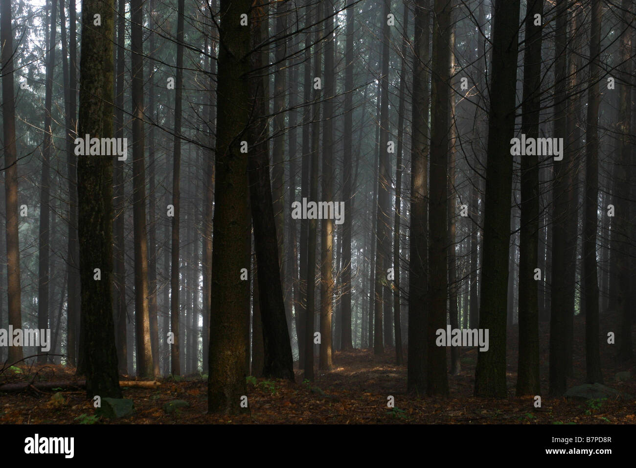 Forest in Tuscany Vallombrosa Stock Photo - Alamy