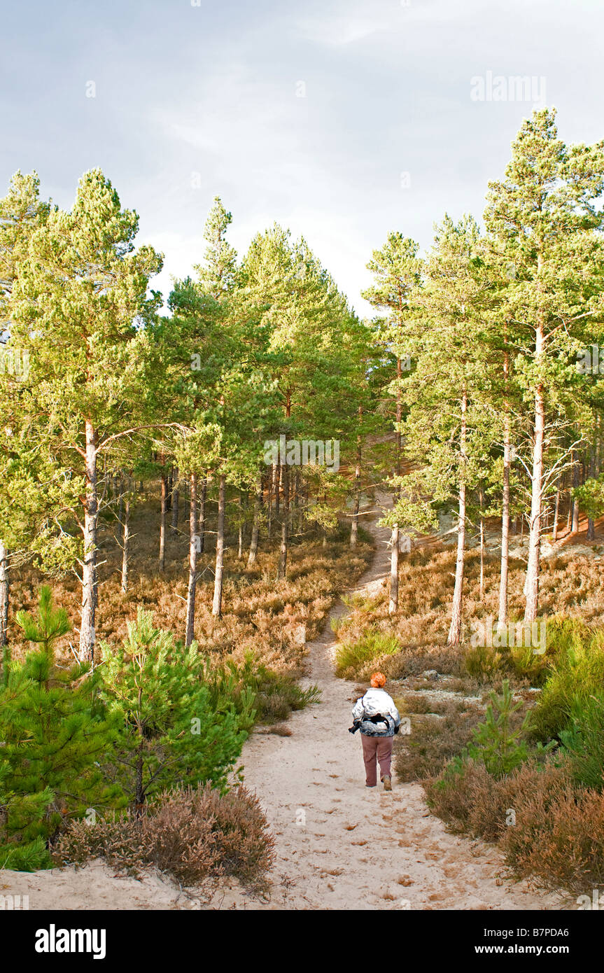 Culbin Sands Forest Findhorn Bay Forres in the Moray Firth, Grampian ...