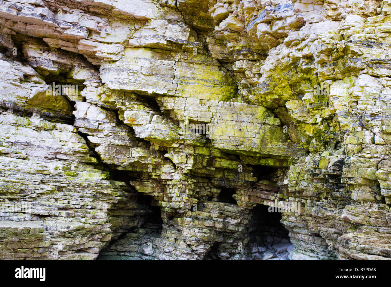 Chalk Cliff Detail at North Landing Flamborough Head Yorkshire England ...