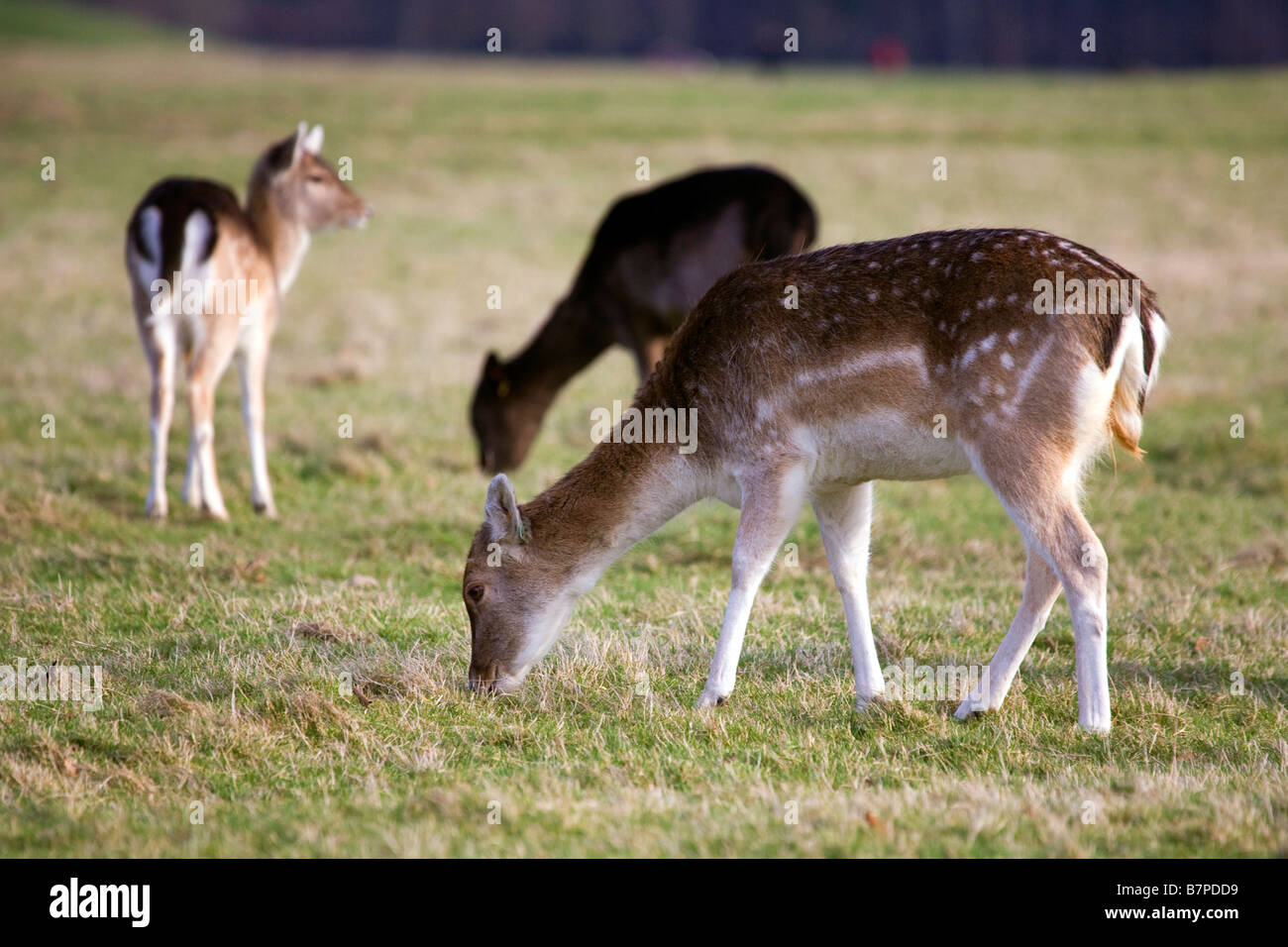 Fallow Deer in the Phoenix Park, Dublin, Ireland Stock Photo - Alamy
