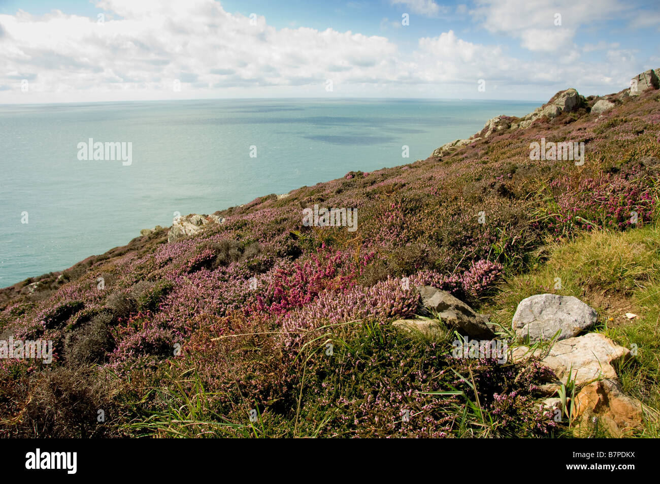 Heather covered cliffs of South Stack with the Irish Sea in the ...