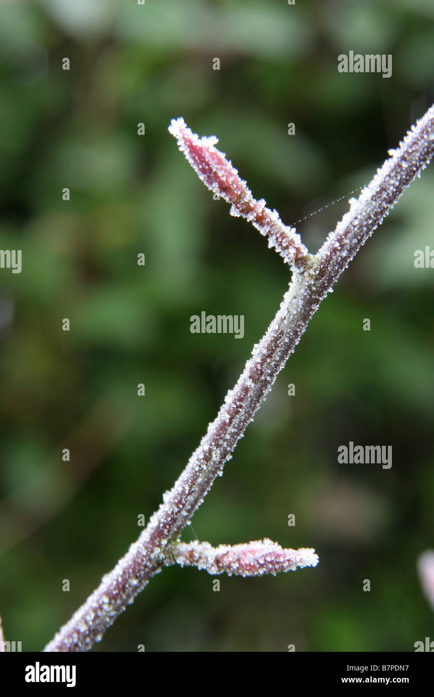 buds in ice Stock Photo - Alamy