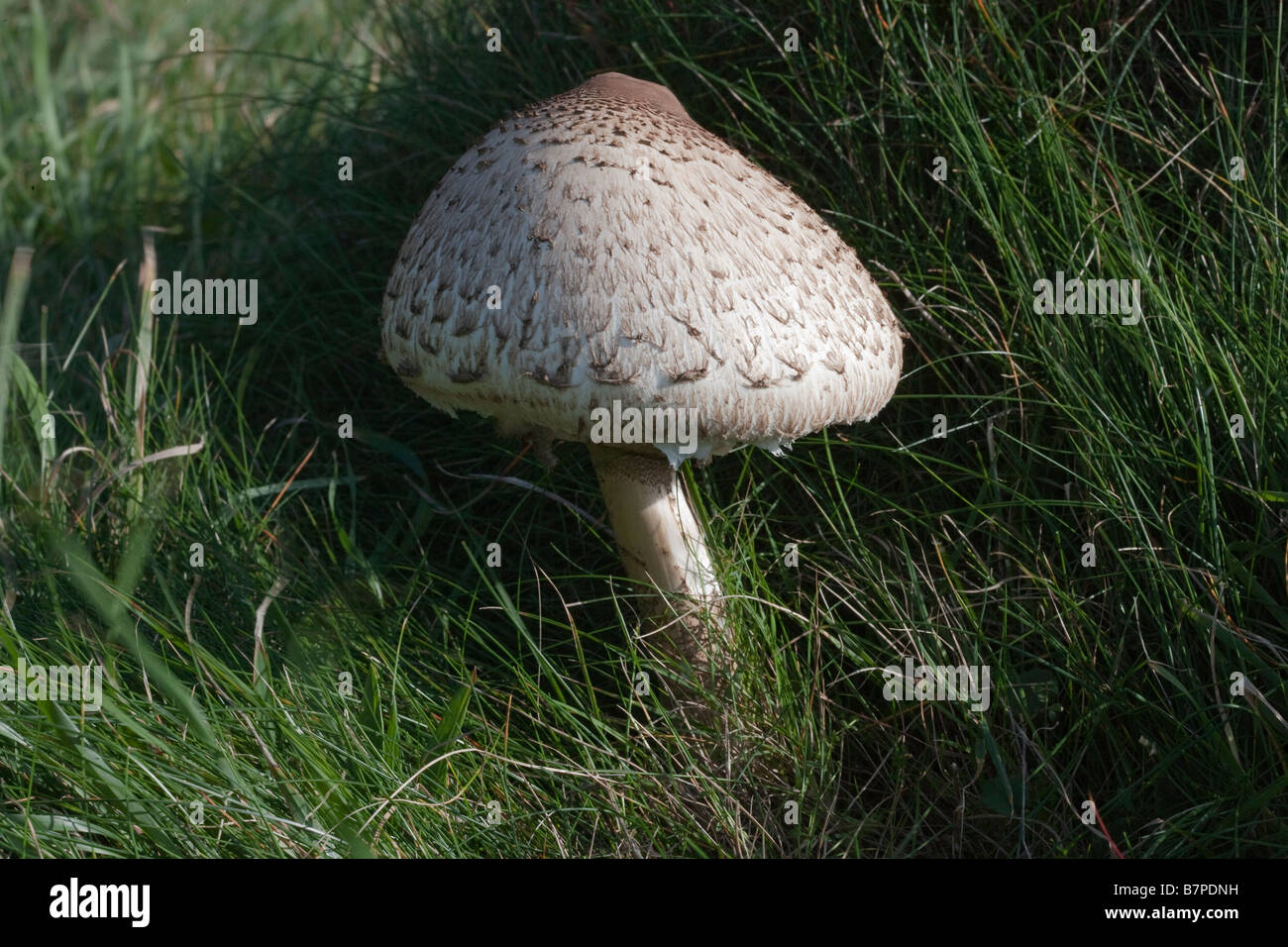 Mushroom identification hi-res stock photography and images - Alamy