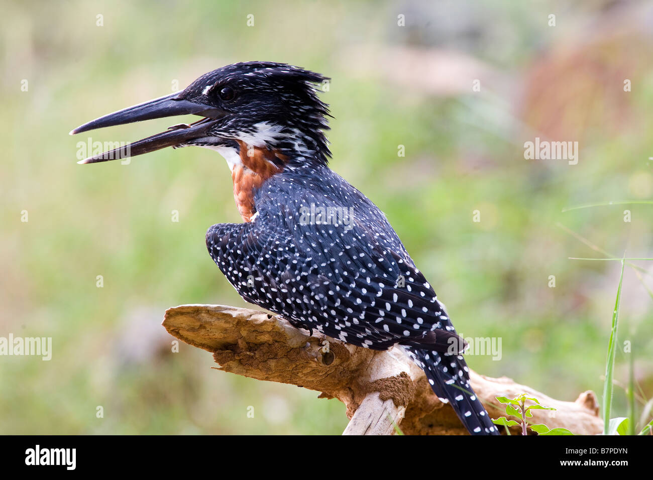 Giant kingfisher bird hi-res stock photography and images - Alamy