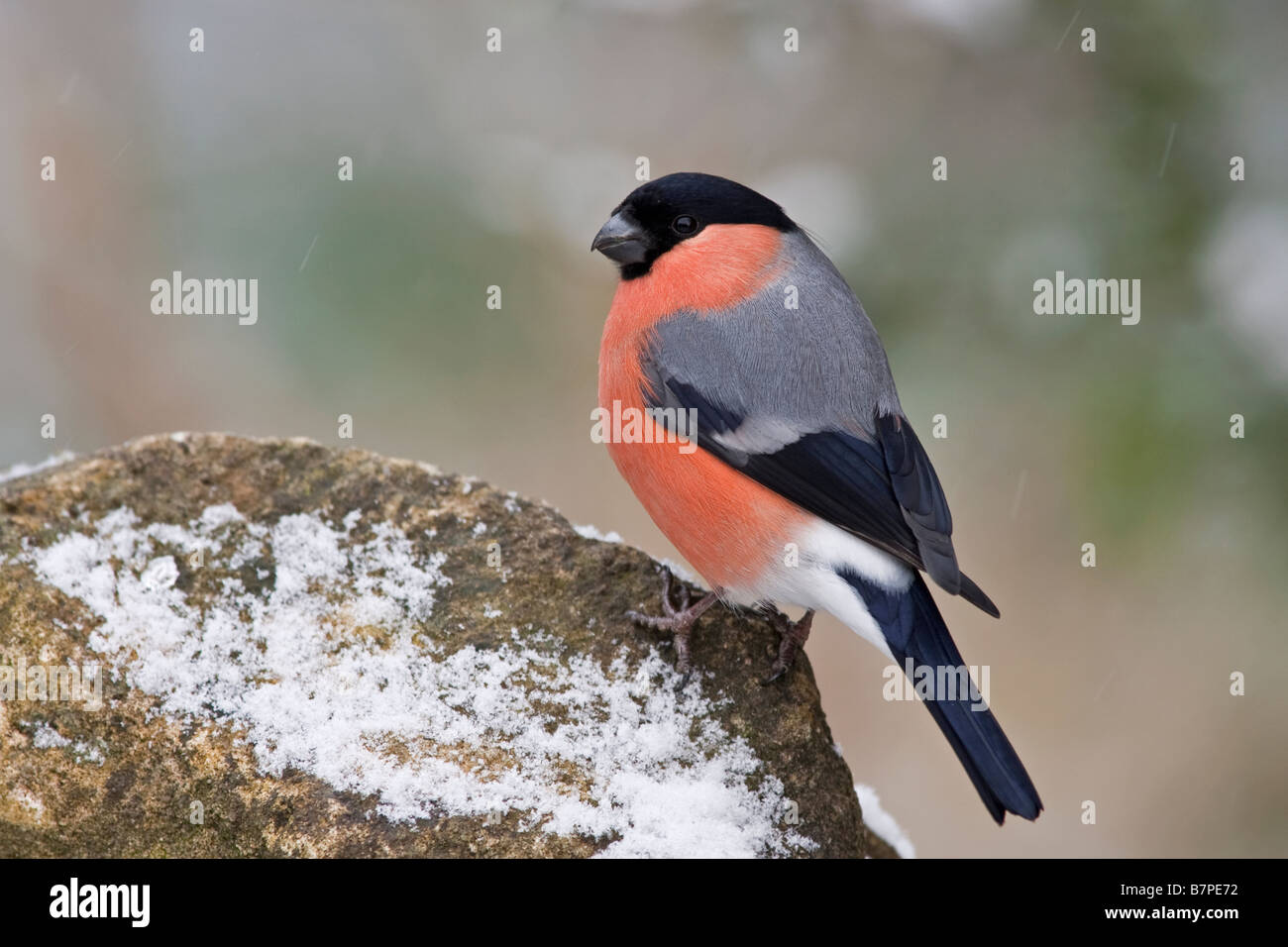 Adult bullfinch hi-res stock photography and images - Alamy