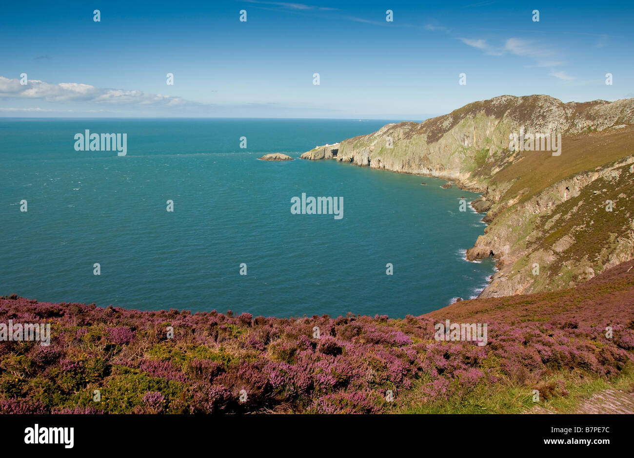 View across heather heath to North stack Holyhead Isle of Anglesey ...