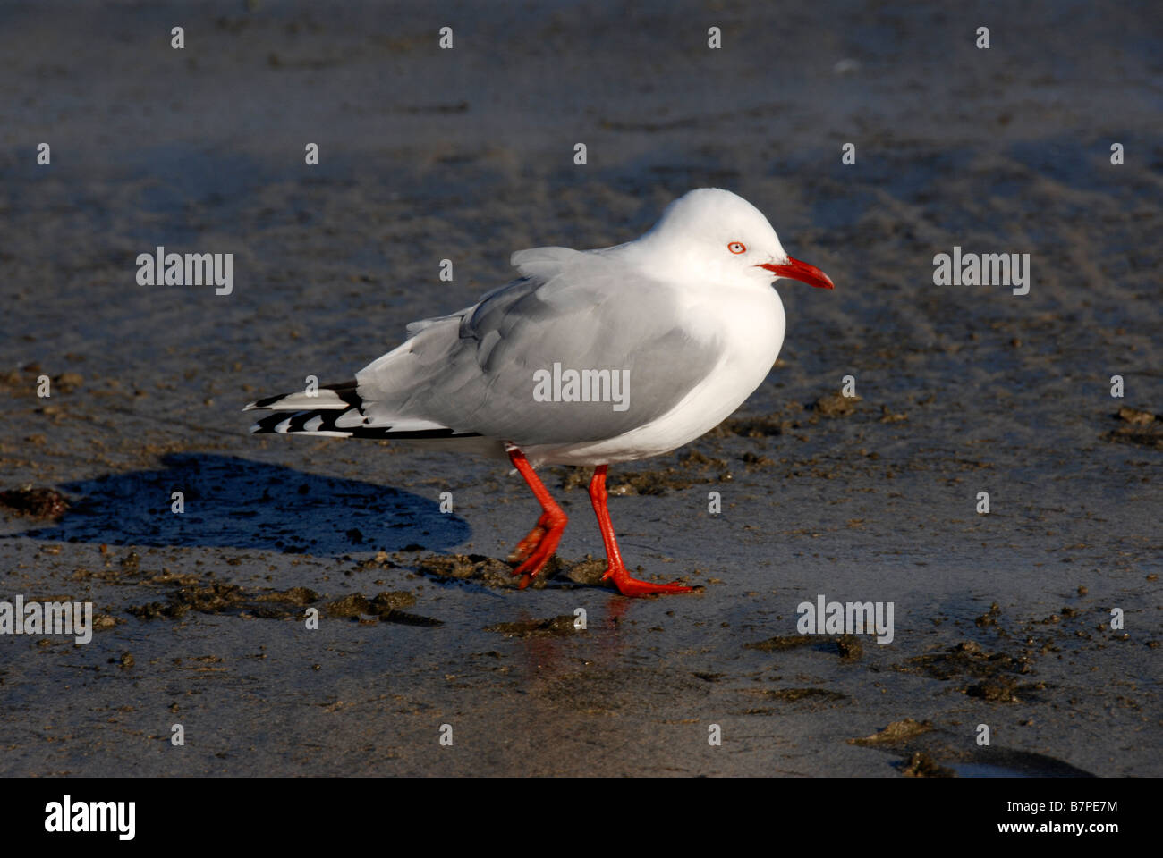 Tarapunga hi-res stock photography and images - Alamy