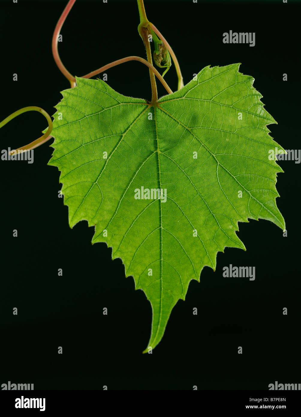 Vine Leaf on Black Background Stock Photo - Alamy