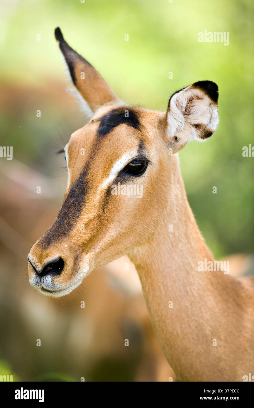 Headshot of an impala hi-res stock photography and images - Alamy