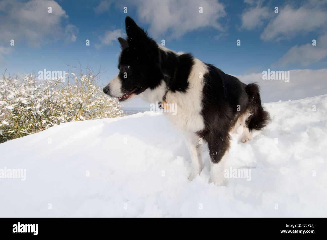 Border Collie in the snow on the South Downs, Sussex, UK Stock Photo ...