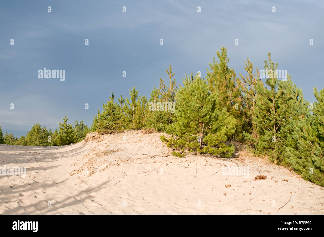 Culbin Sands Forest Findhorn Bay Forres in the Moray Firth, Grampian ...