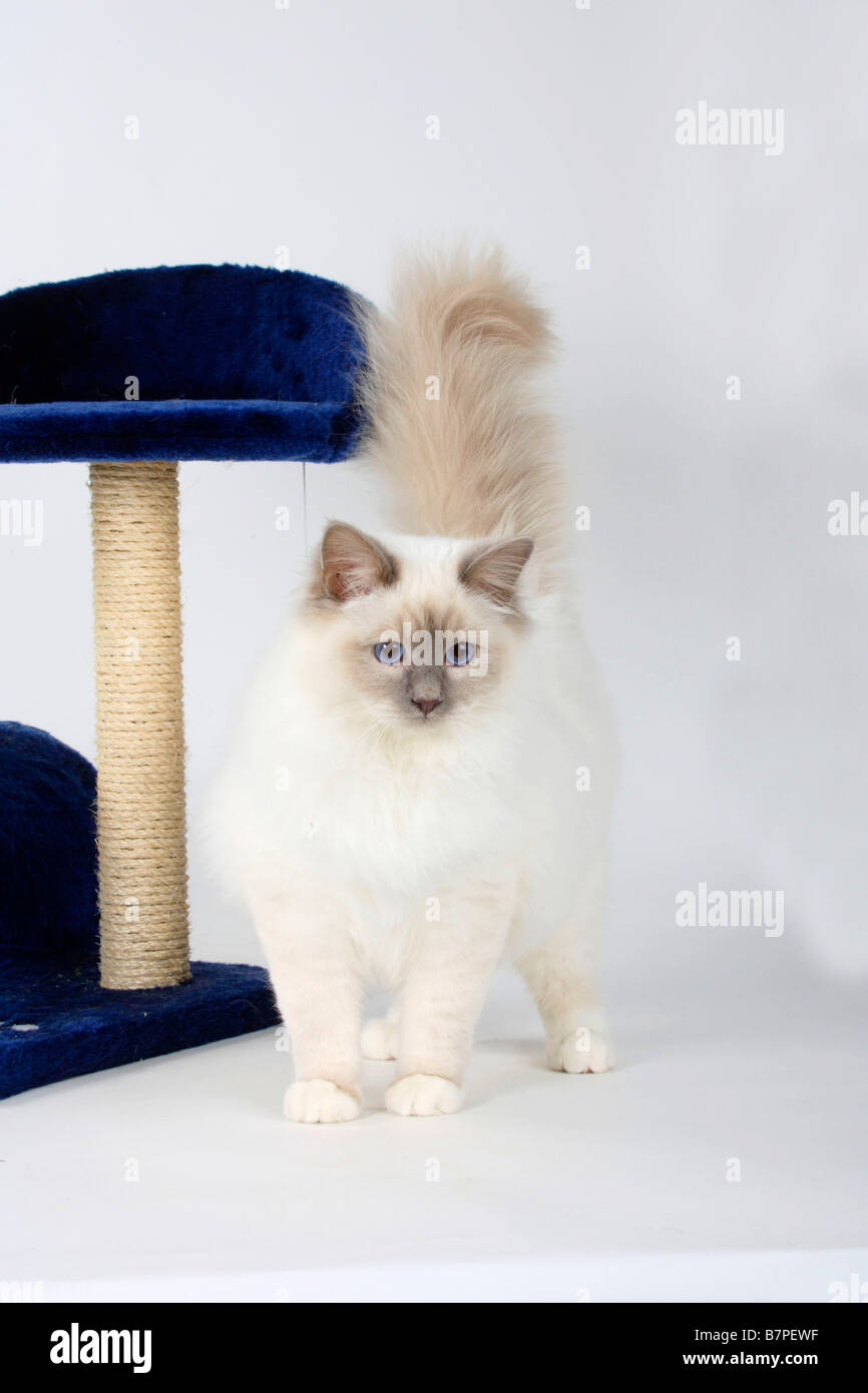 Lilac point birman cat hi-res stock photography and images - Alamy
